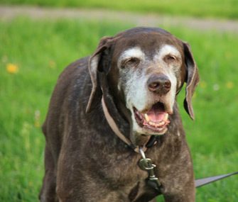 Vet Clinic in Fayetteville & Manlius, NY | Animal Hospital